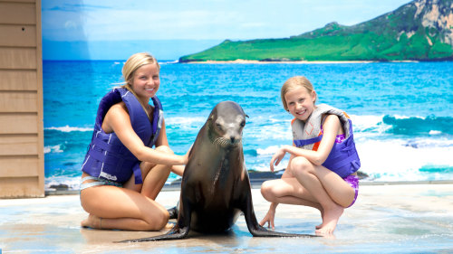 Sea Lion Discovery Swim at Sea Life Park